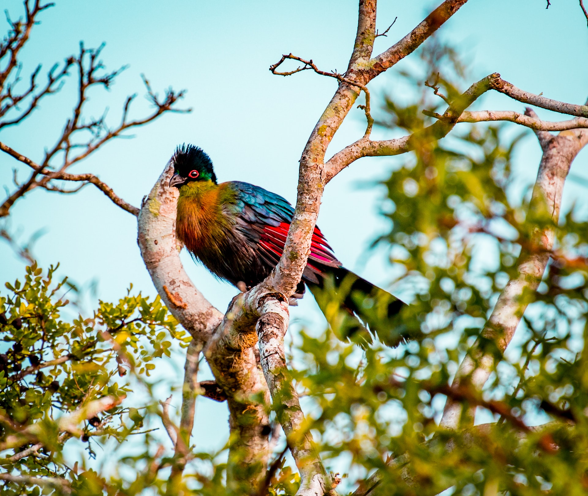 Birds Of Lake Bunyonyi - Lake Bunyonyi Uganda